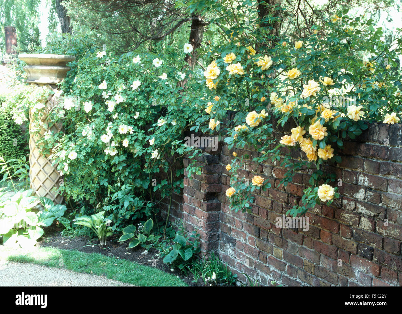 Yellow roses on old brick wall in country garden Stock Photo - Alamy