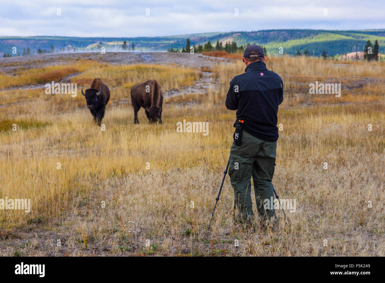 Bison yellowstone hi-res stock photography and images - Alamy