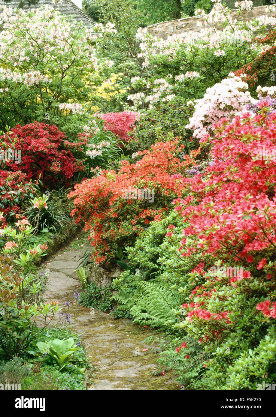 Azaleas hi-res stock photography and images - Alamy