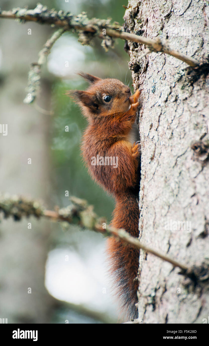 Young squirrel hi-res stock photography and images - Alamy