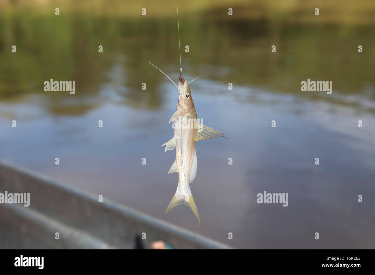 Tiddler hi-res stock photography and images - Alamy