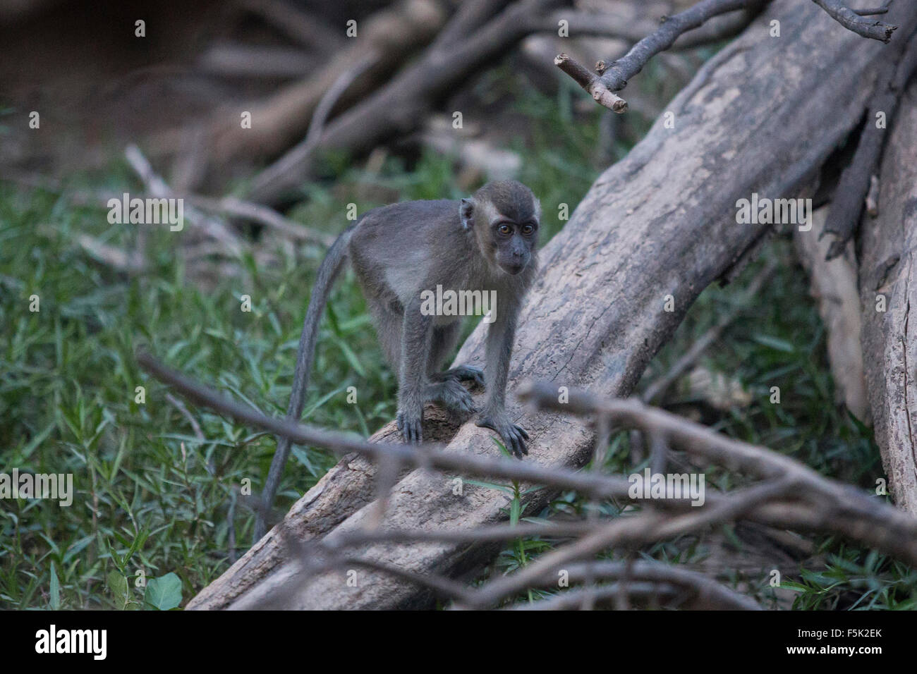 Young pig tailed macaque hi-res stock photography and images - Alamy
