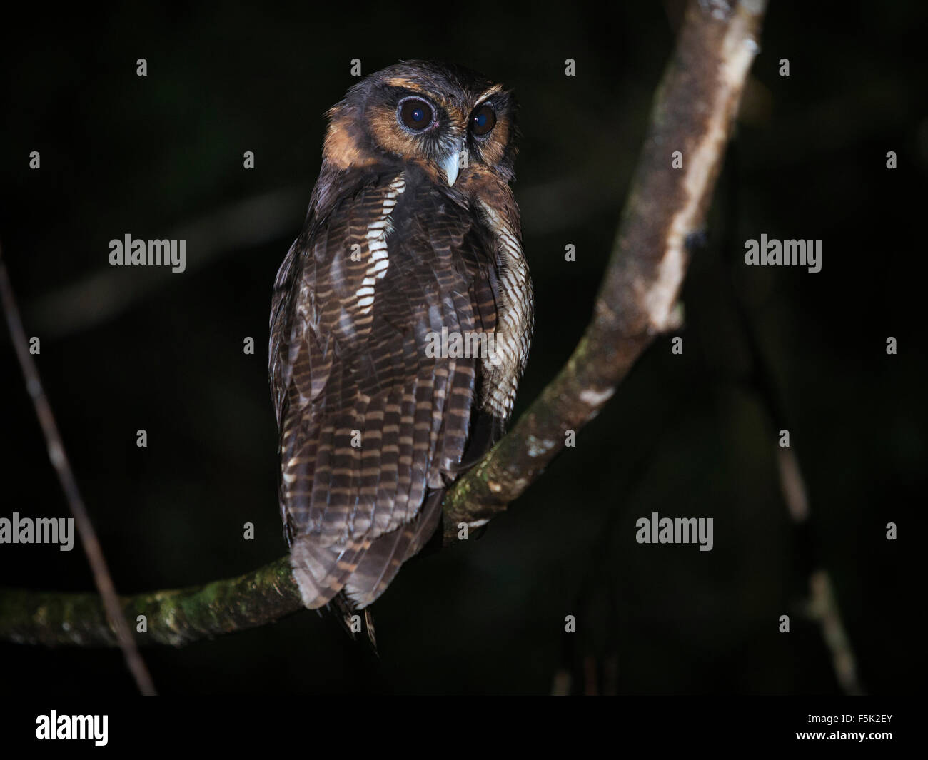 What to see at night in borneo hi-res stock photography and images - Alamy