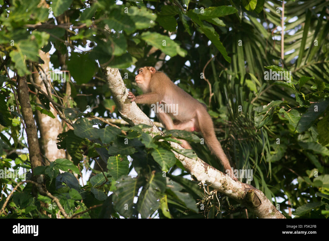 Pig tailed macaque borneo hi-res stock photography and images - Alamy