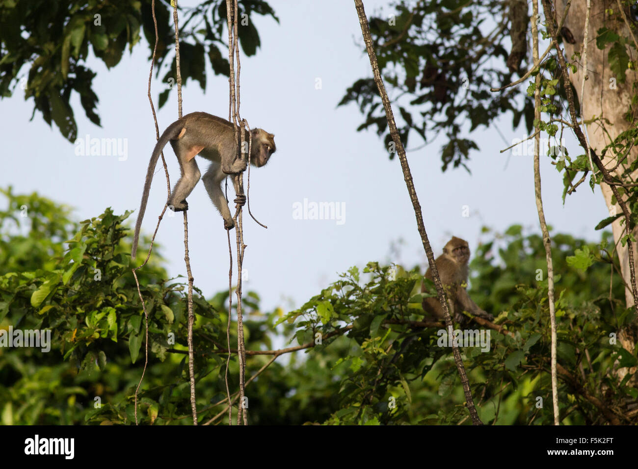 Wild Macaques in Borneo in the jungle around the Kinabatangan river ...
