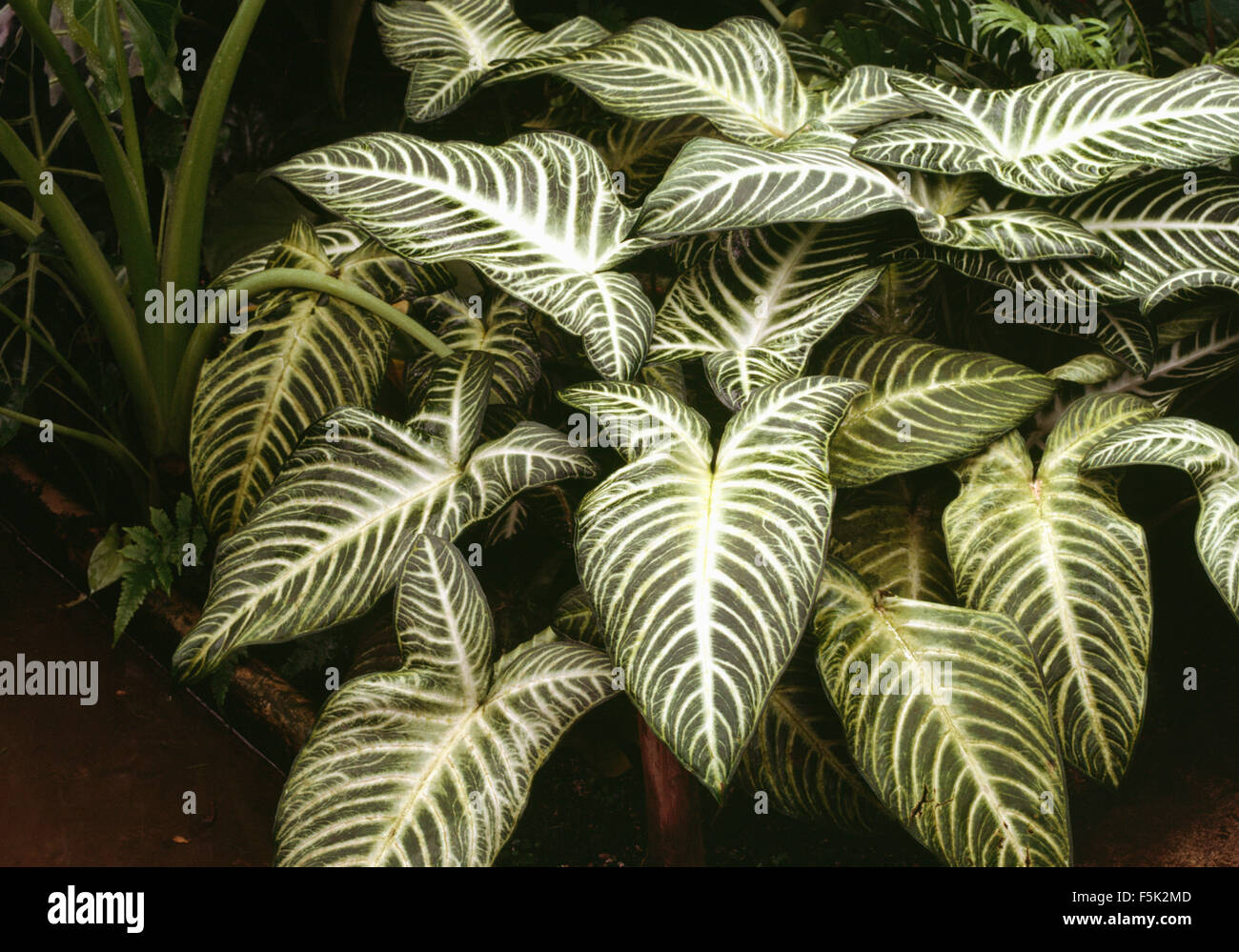Close-up of a variegated Anthurium Stock Photo - Alamy