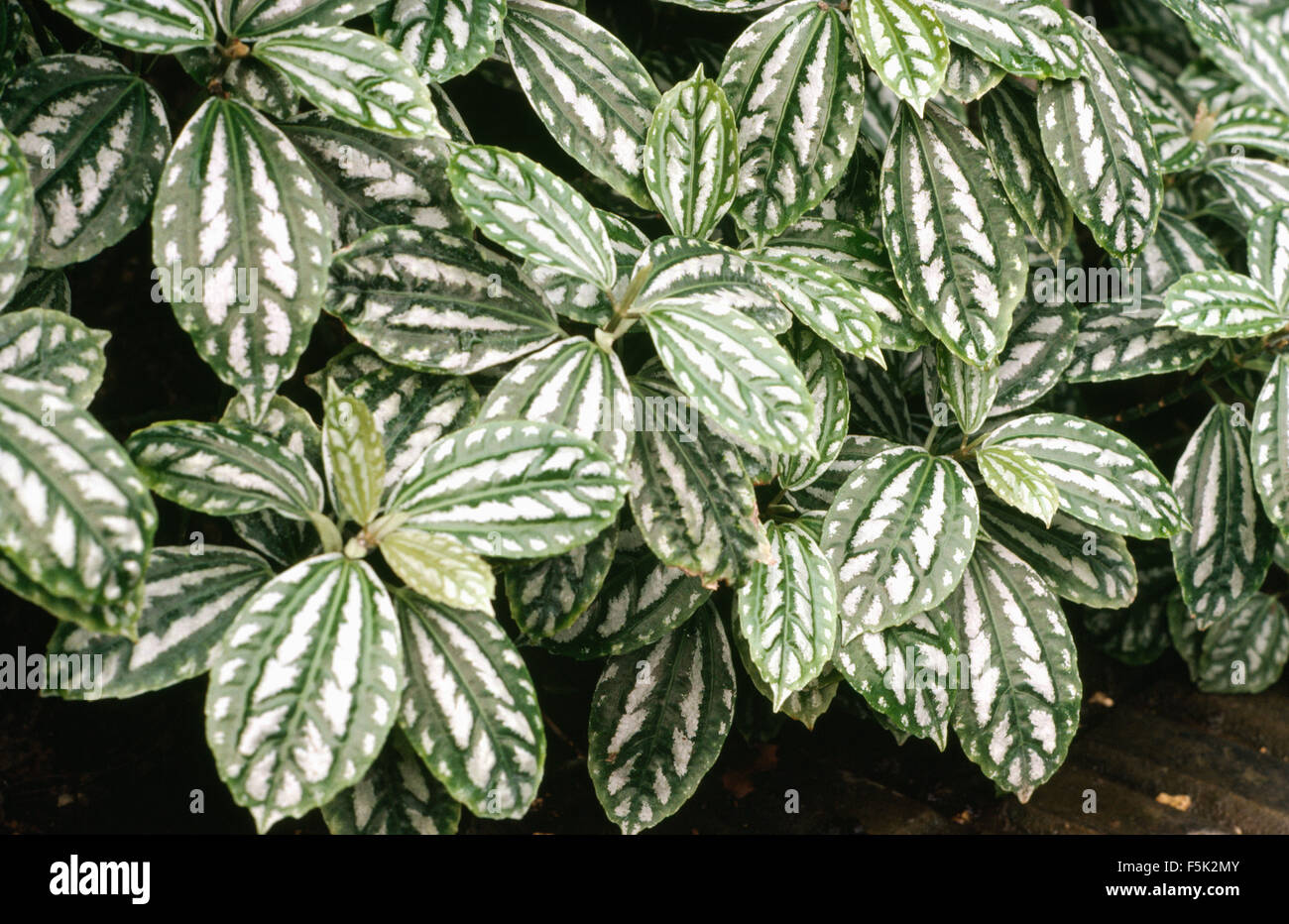 Fittonia hi-res stock photography and images - Alamy