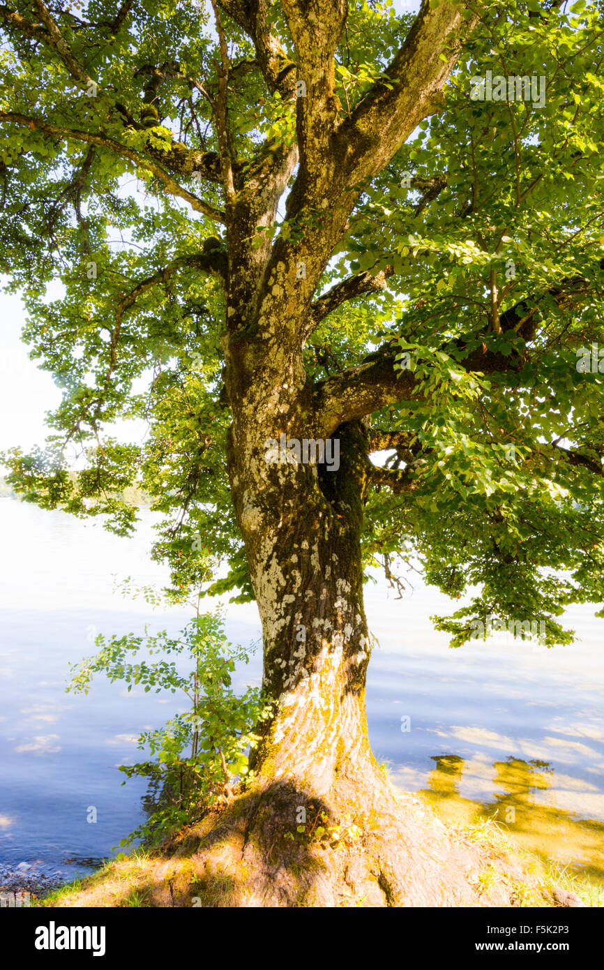 Detail of a huge tree Stock Photo - Alamy