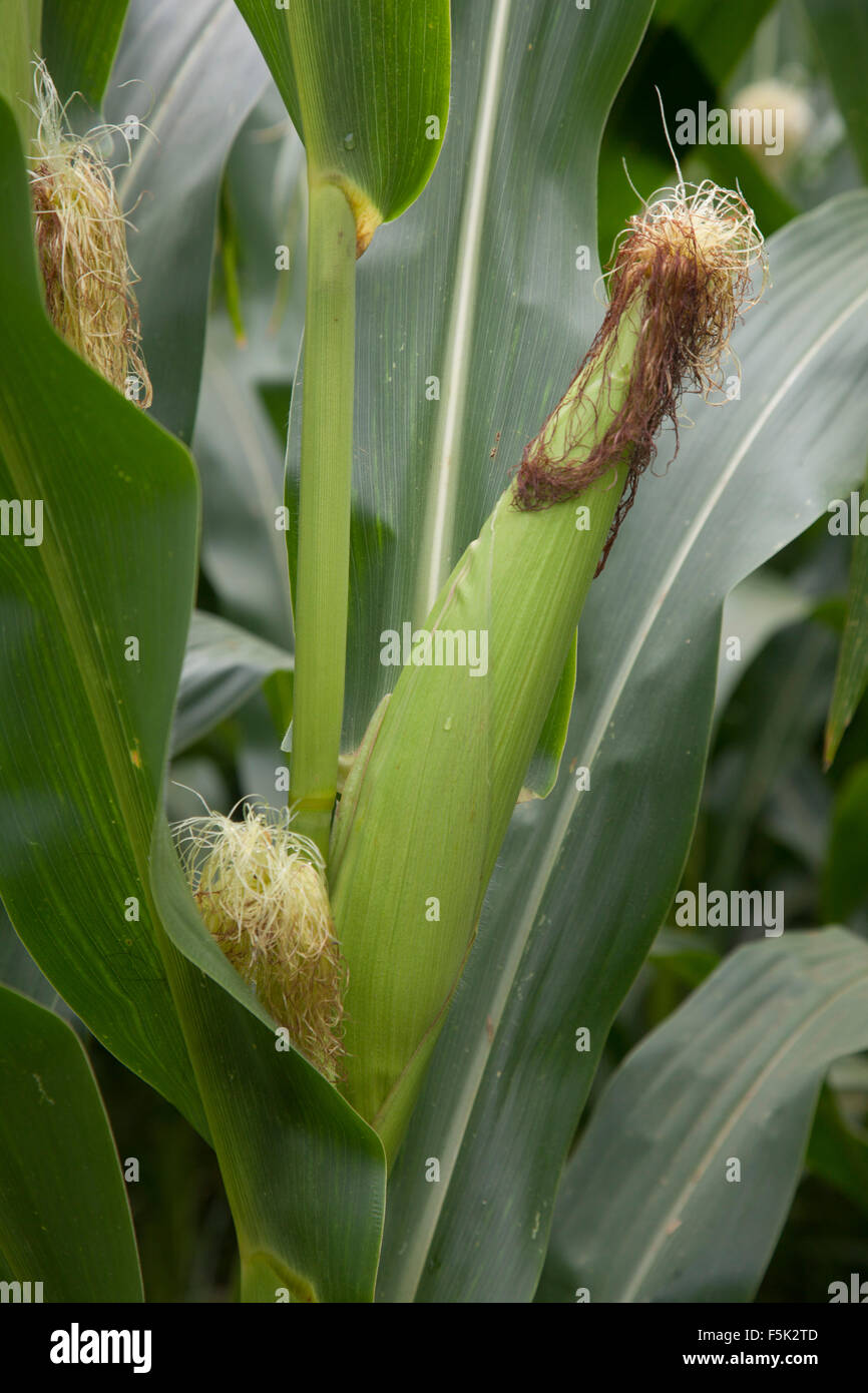 Detail of a corn plantation with the cobs Stock Photo - Alamy