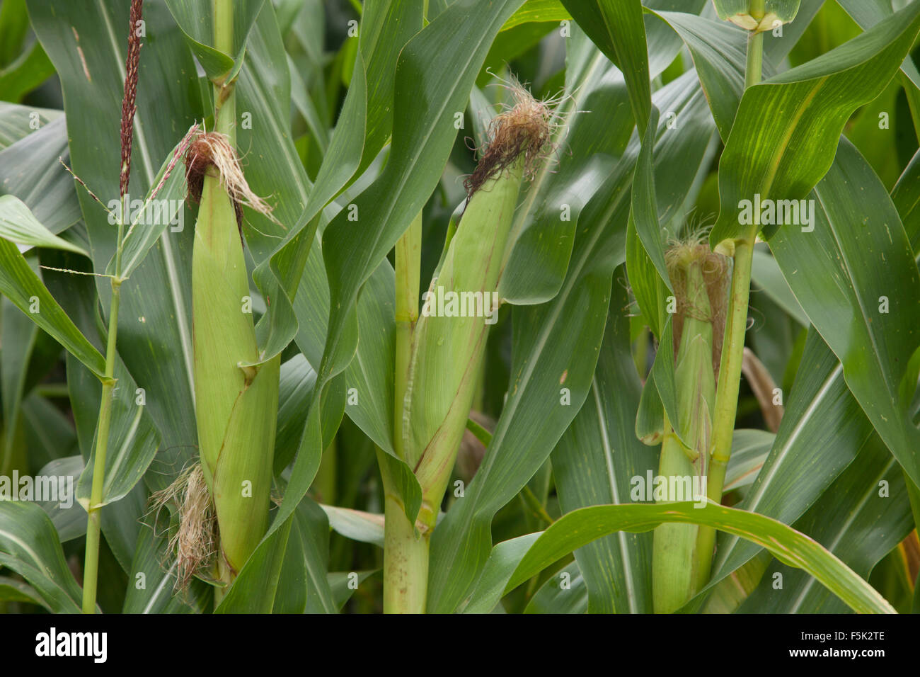 Detail of a corn plantation with the cobs Stock Photo - Alamy
