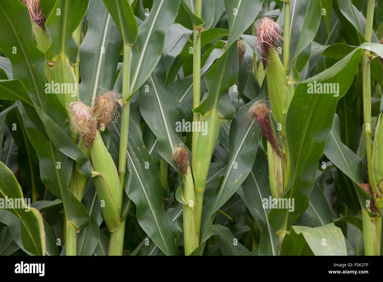 Detail of a corn plantation with the cobs Stock Photo - Alamy