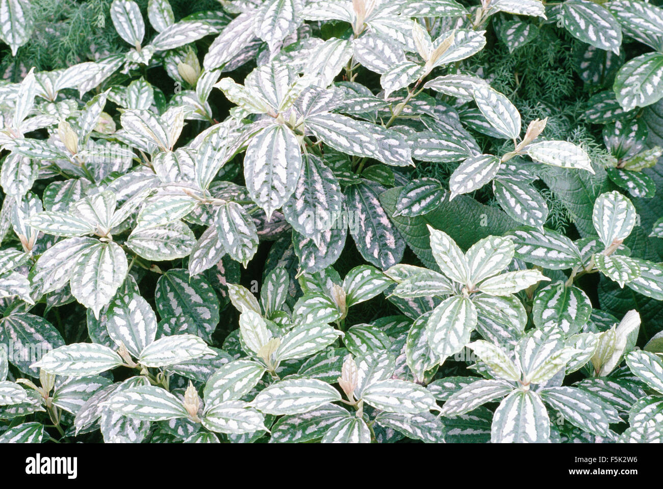 Fittonia hi-res stock photography and images - Alamy