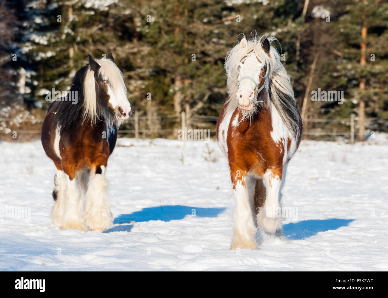 Irish gypsy horse hi-res stock photography and images - Alamy
