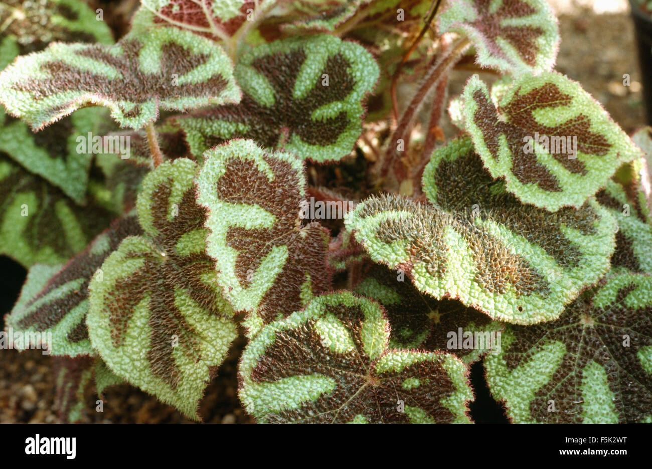 Pilea hi-res stock photography and images - Alamy