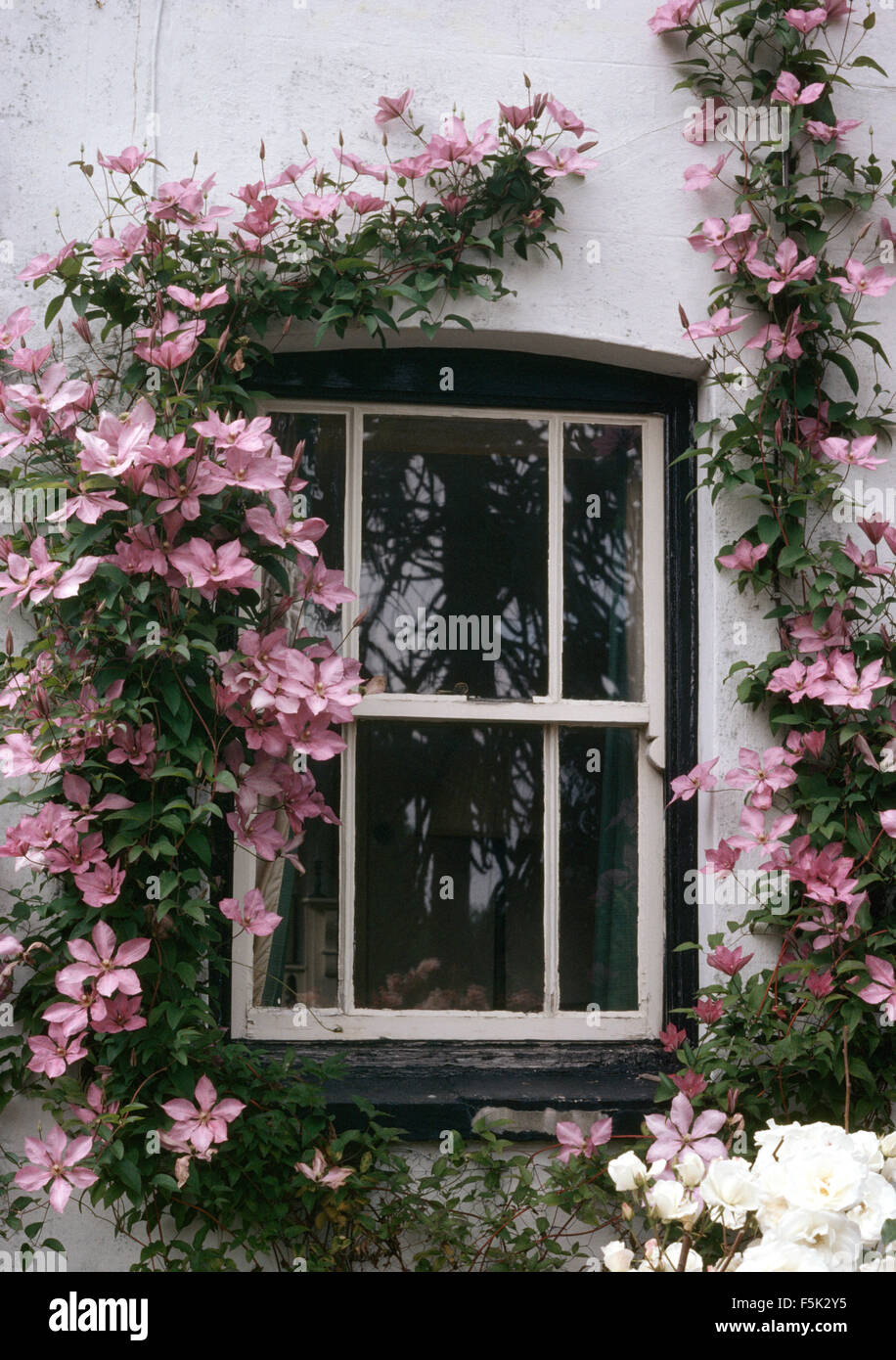 Close-up of pink clematis around cottage window Stock Photo - Alamy