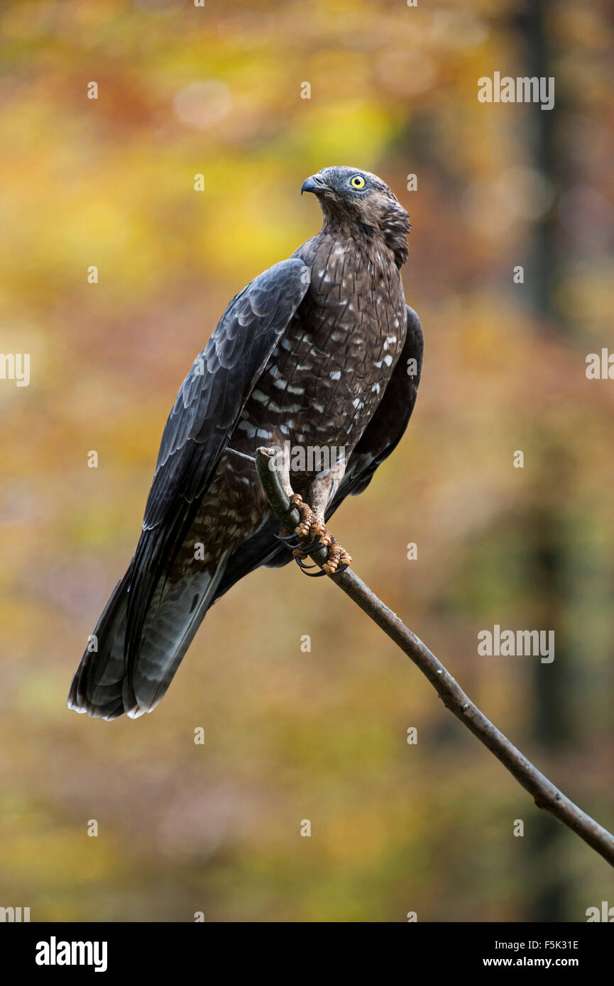 Buzzards tree hi-res stock photography and images - Alamy
