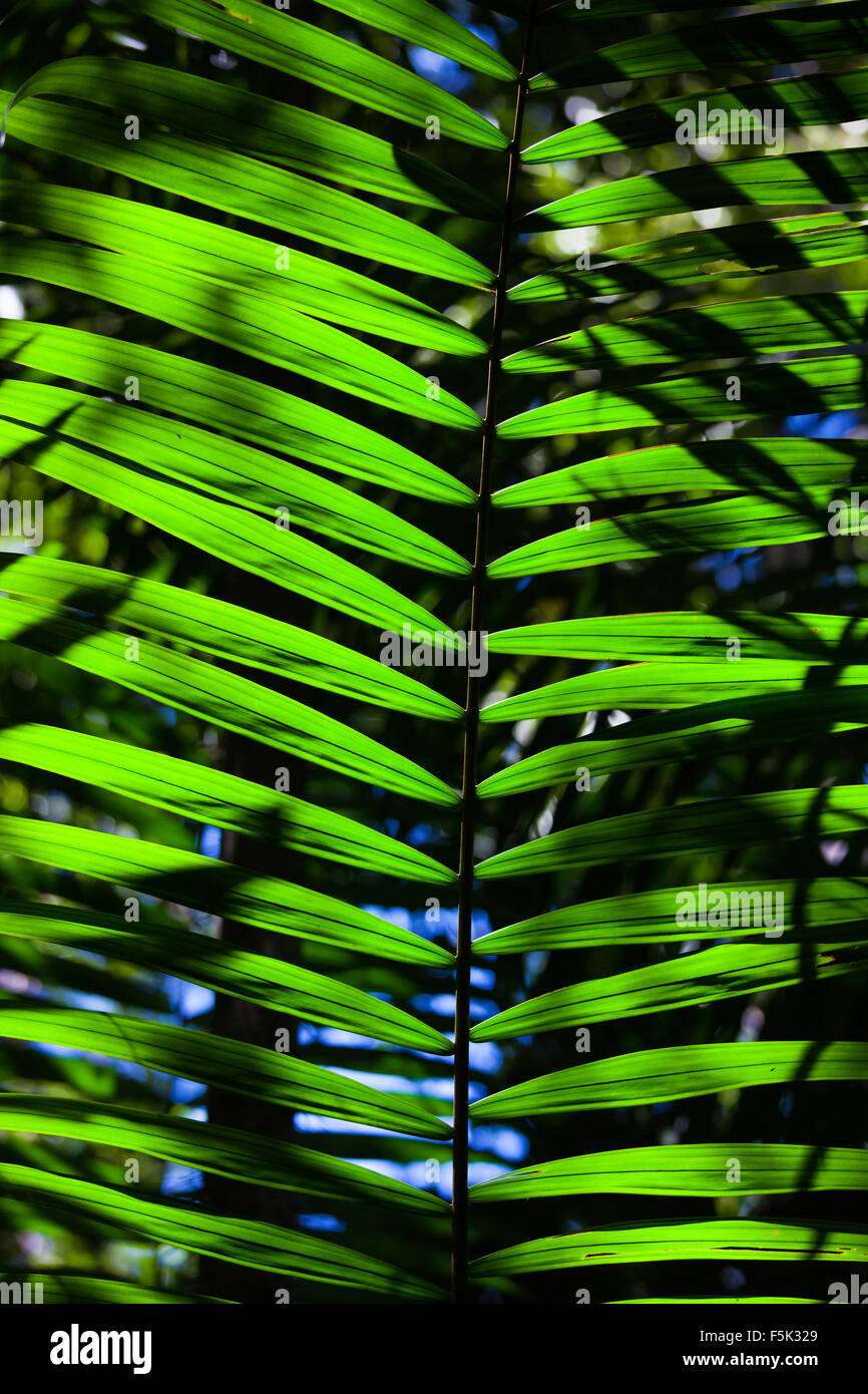 Green backlit leaf in the jungle Stock Photo - Alamy