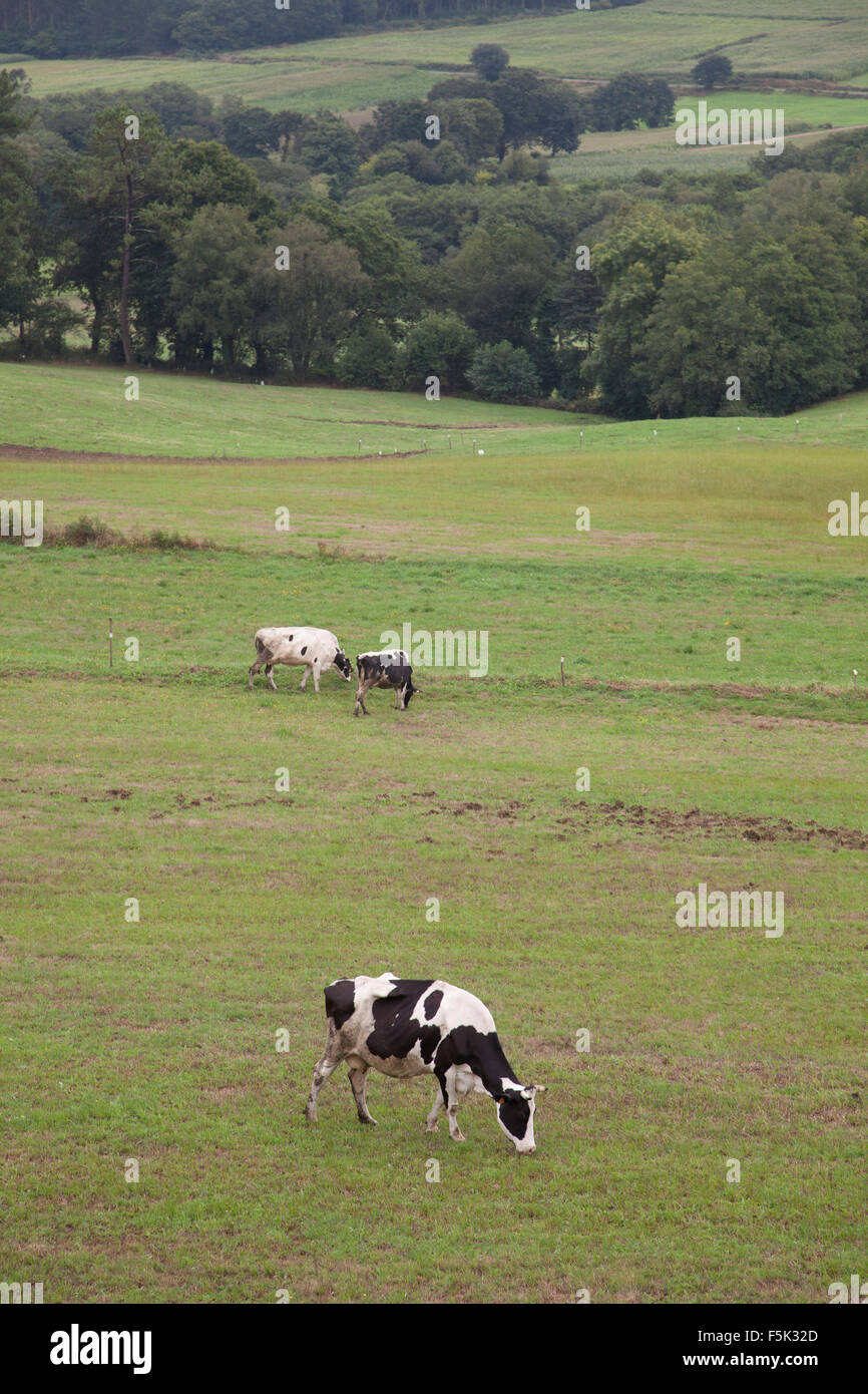landscape with cows grazing in the field Stock Photo - Alamy