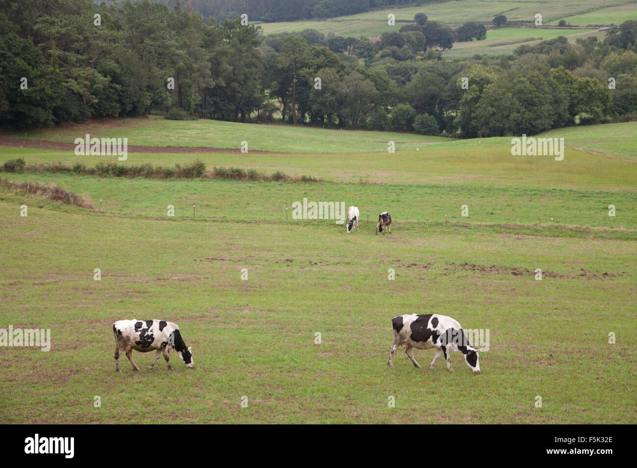 landscape with cows grazing in the field Stock Photo - Alamy