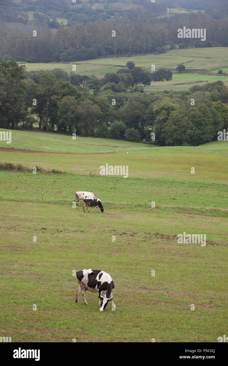 landscape with cows grazing in the field Stock Photo - Alamy