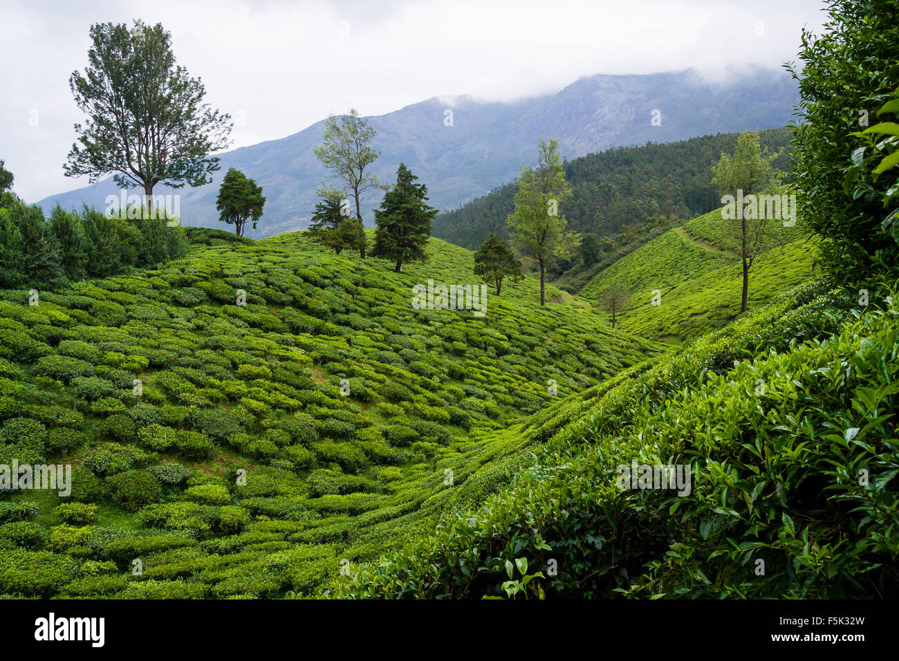 Tea plantations munnar india Stock Photo - Alamy