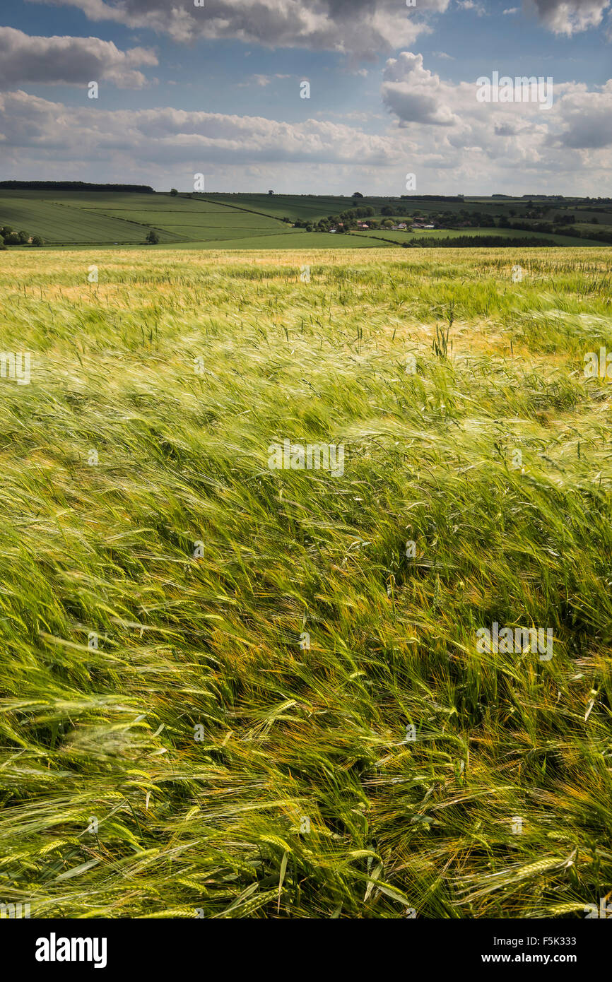 Barley Field neat Fimber, Yorkshire Wolds Stock Photo - Alamy