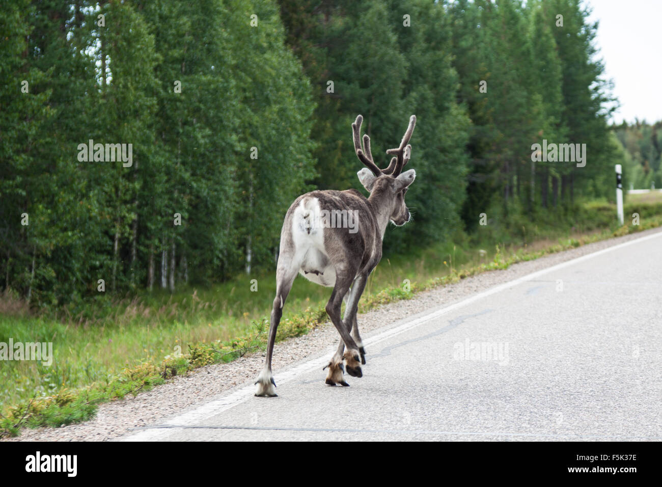 Lapland summer finland reindeer road hi-res stock photography and ...
