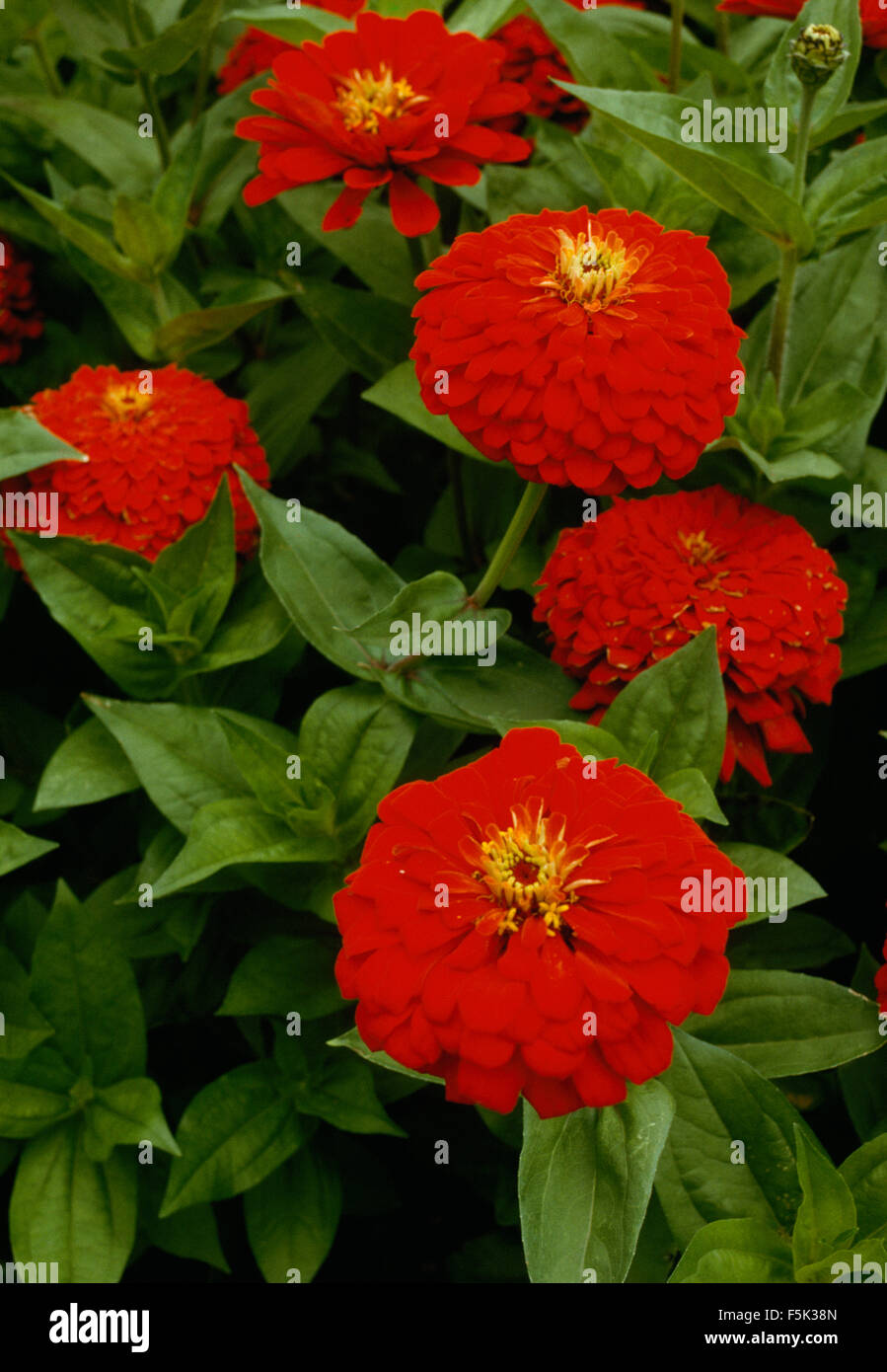 Close-up of red zinnias Stock Photo - Alamy