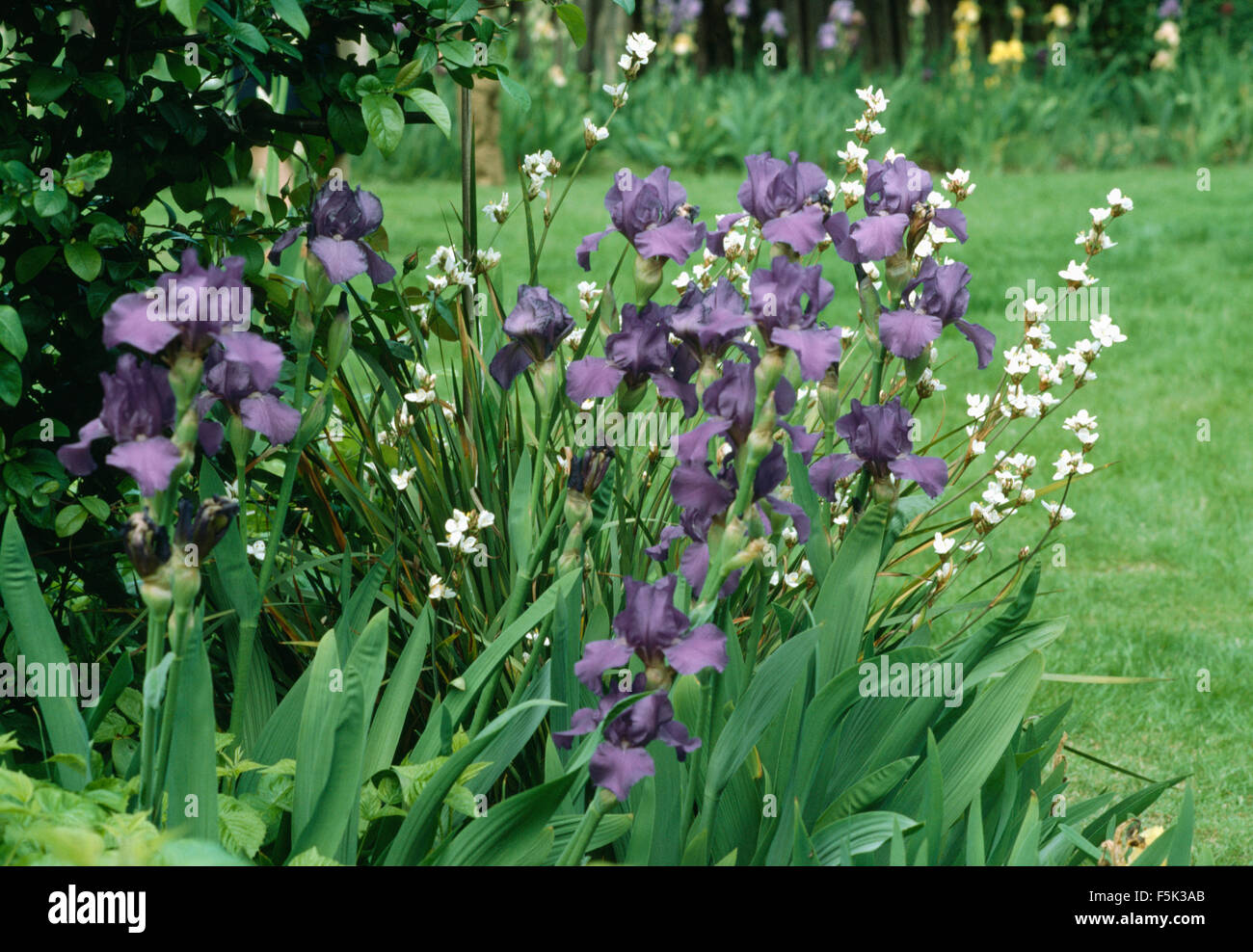 Close-up of deep blue iris with sisyrinchium Stock Photo - Alamy
