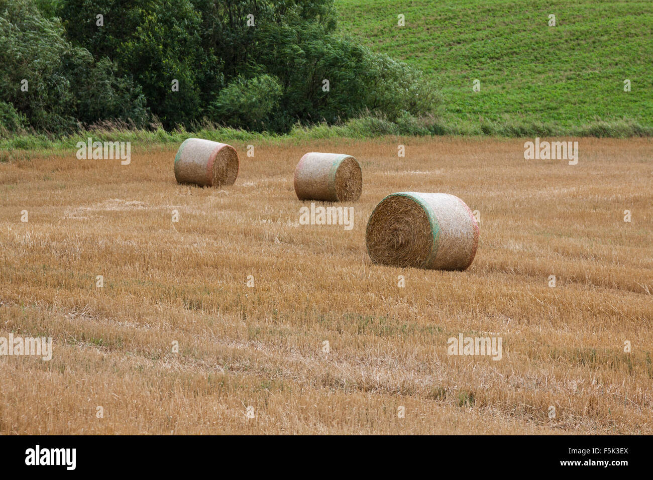 Bundles of straw on the field after harvest in Poland Stock Photo - Alamy