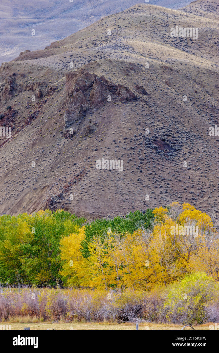 Yellow trees by hill Stock Photo - Alamy