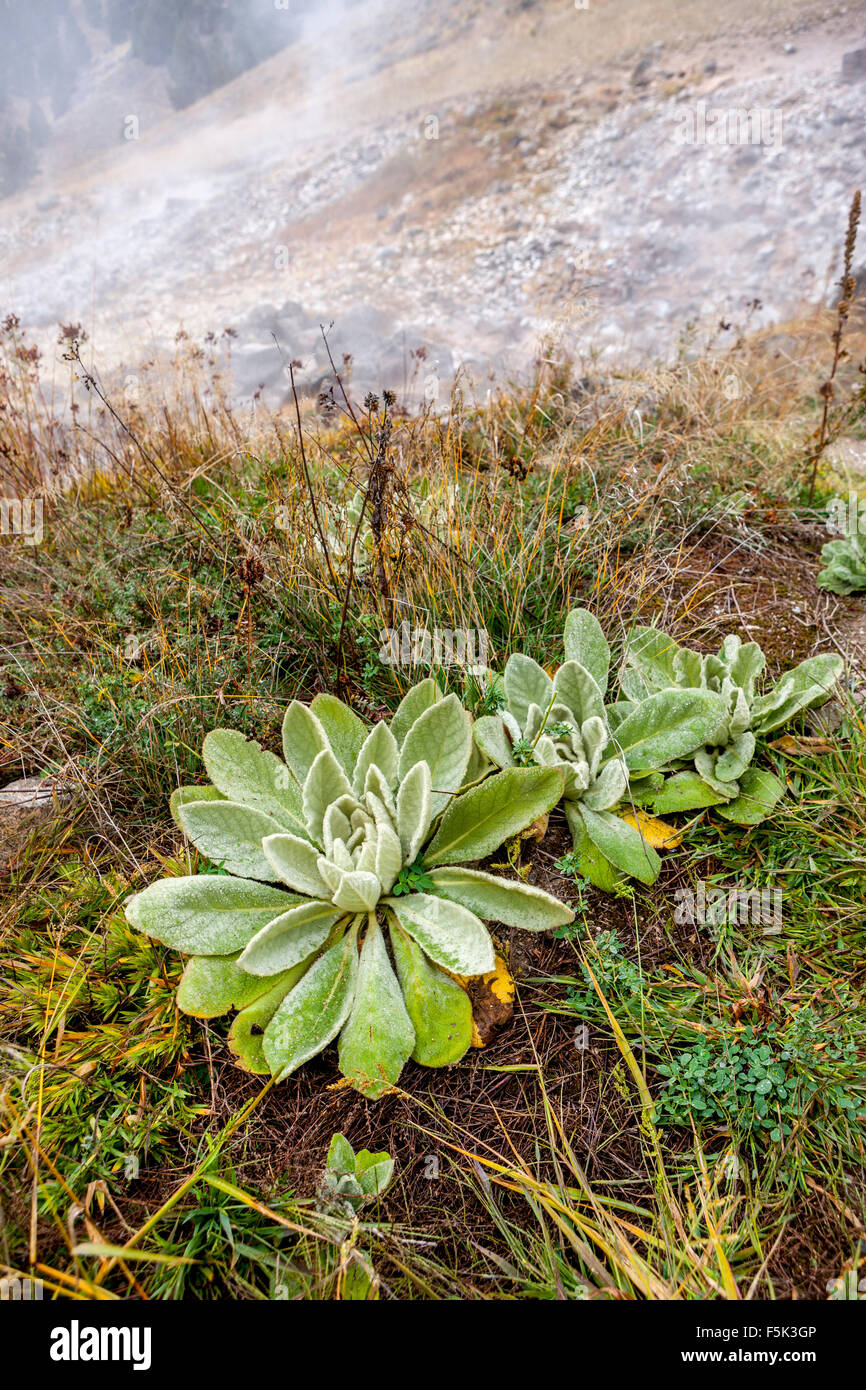 Plant at sunbeam hotsprings Stock Photo - Alamy