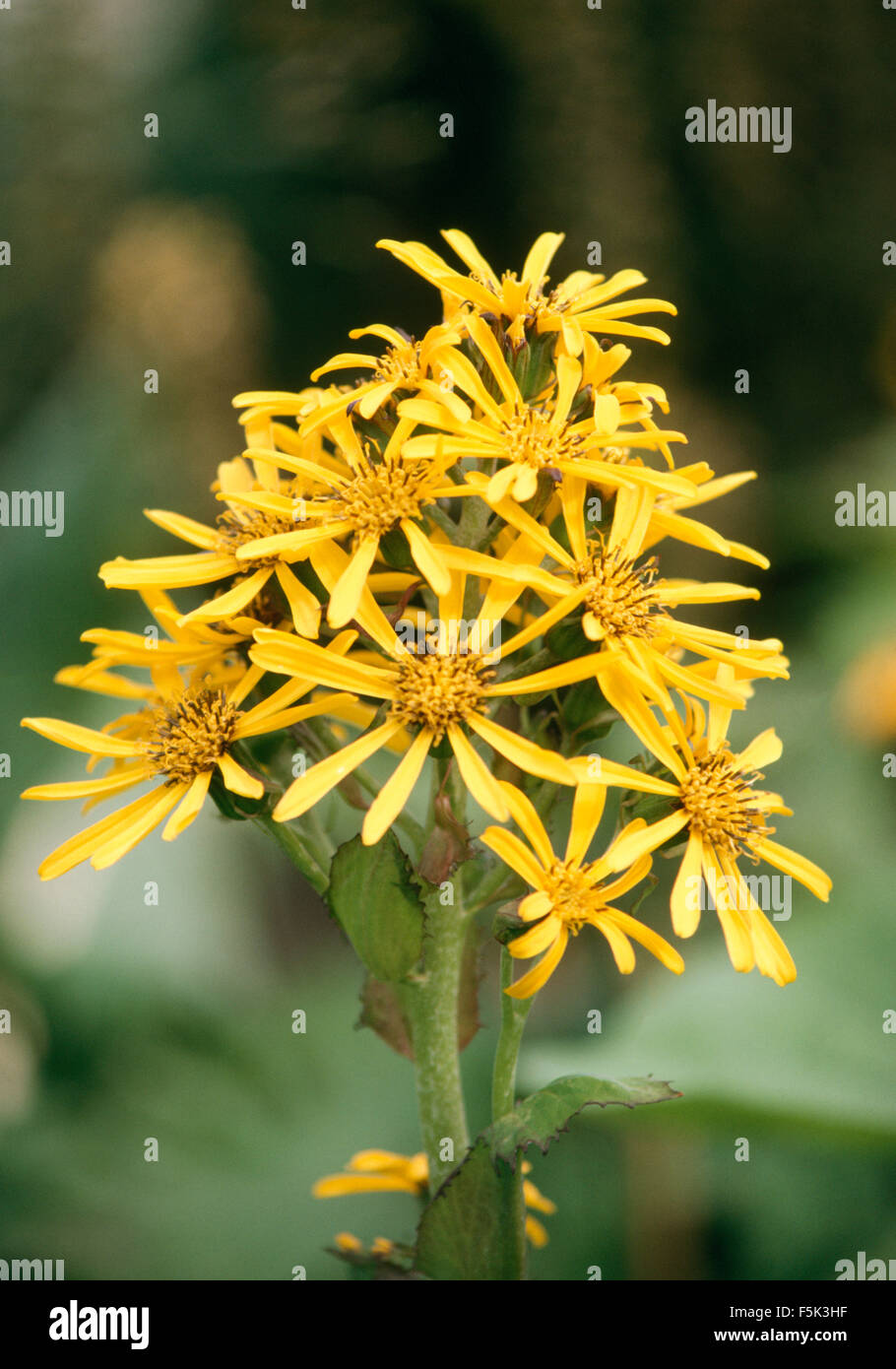 Ligularia hi-res stock photography and images - Alamy