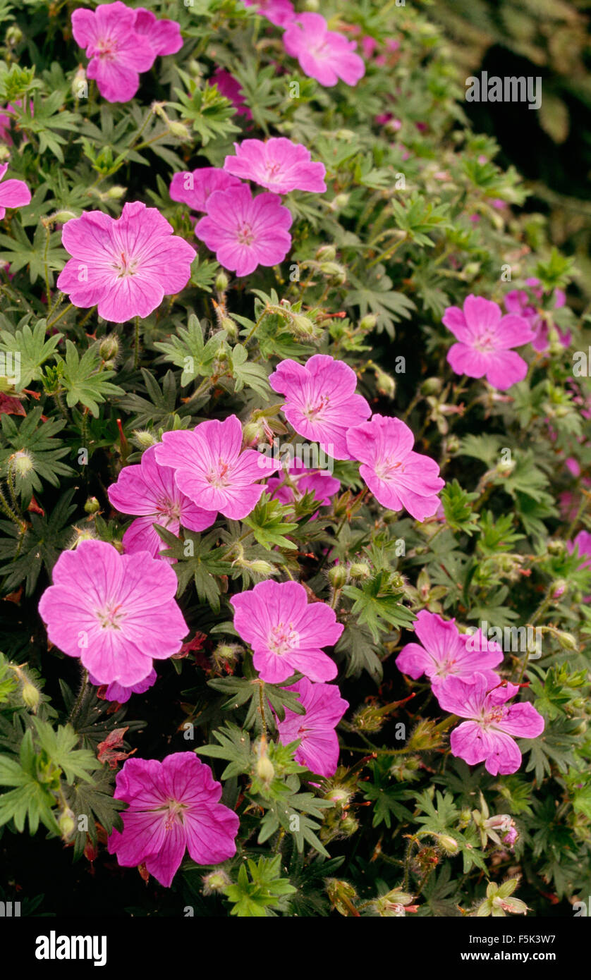 Deep pink geranium hi-res stock photography and images - Alamy
