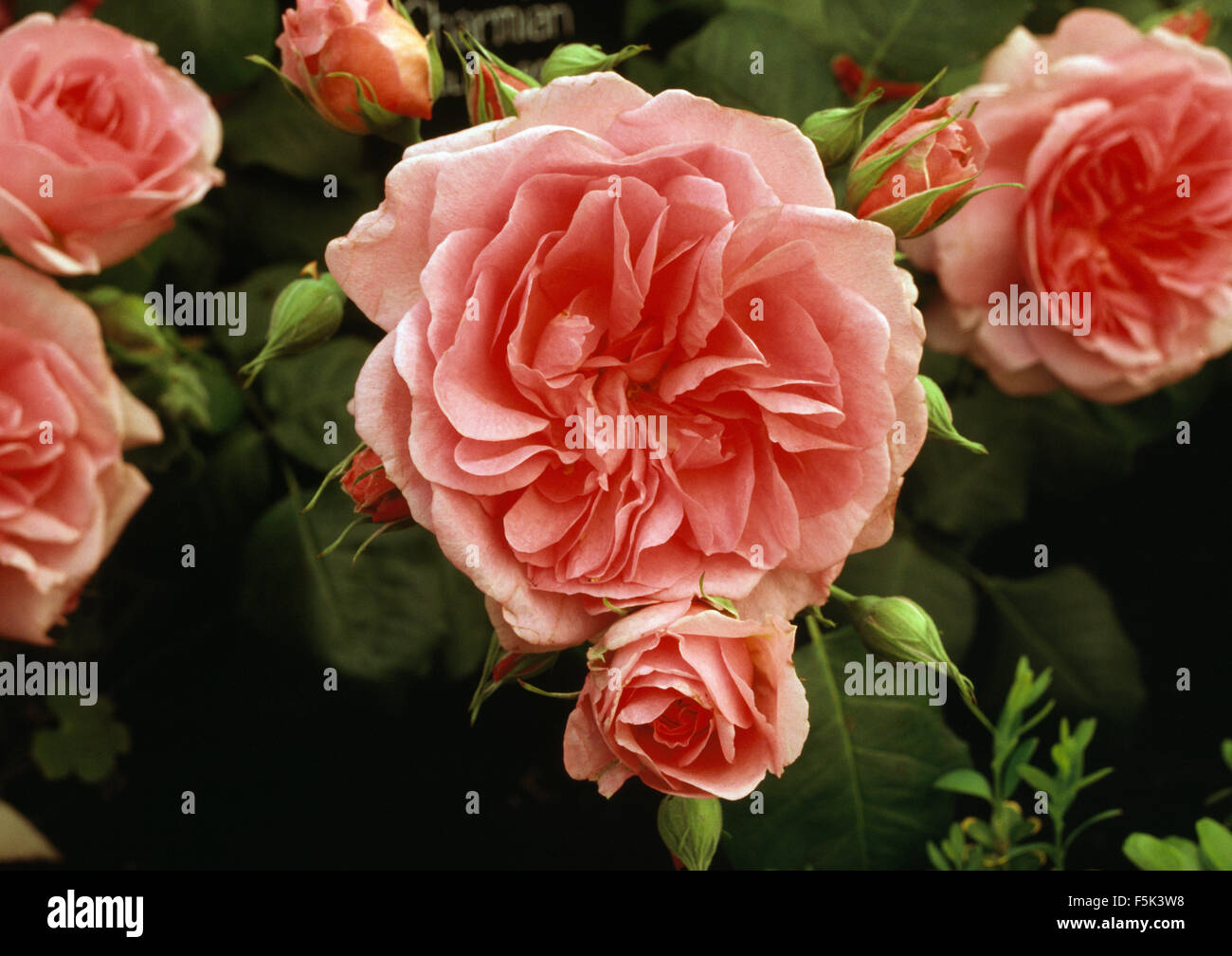 Salmon roses hi-res stock photography and images - Alamy