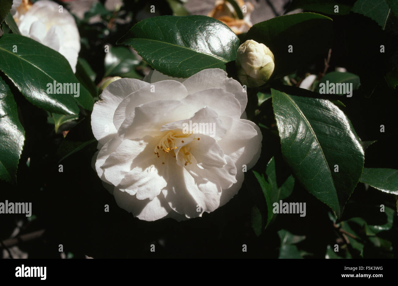 Camellia plants hi-res stock photography and images - Alamy