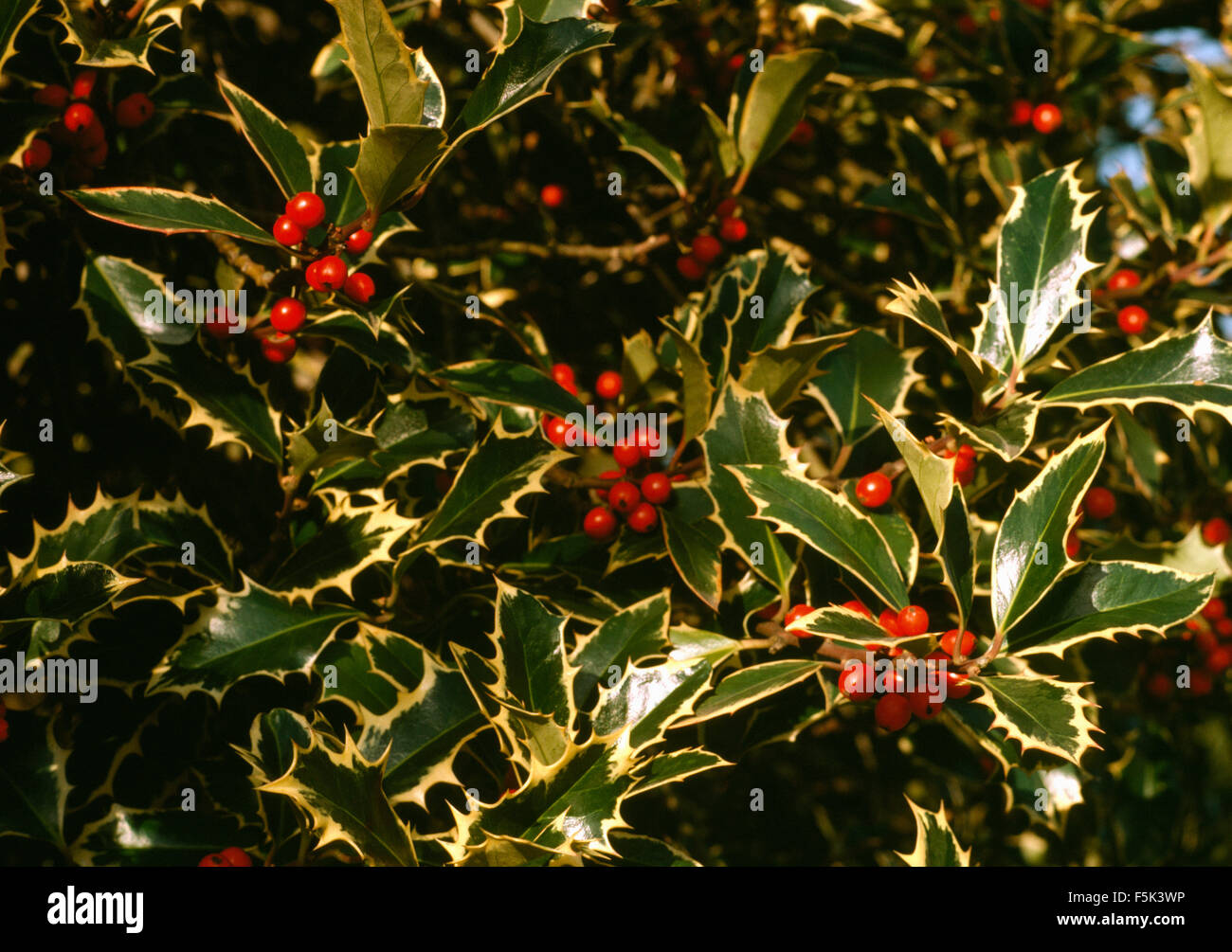 Variegated shrubs hi-res stock photography and images - Alamy