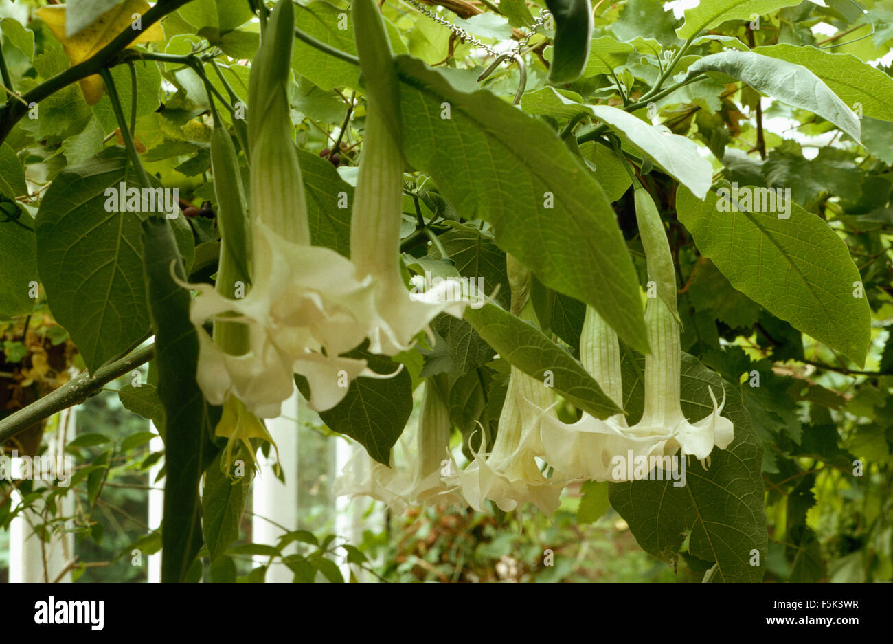 Close-up of a white Brugmansia, or Angel's Trumpet Stock Photo - Alamy