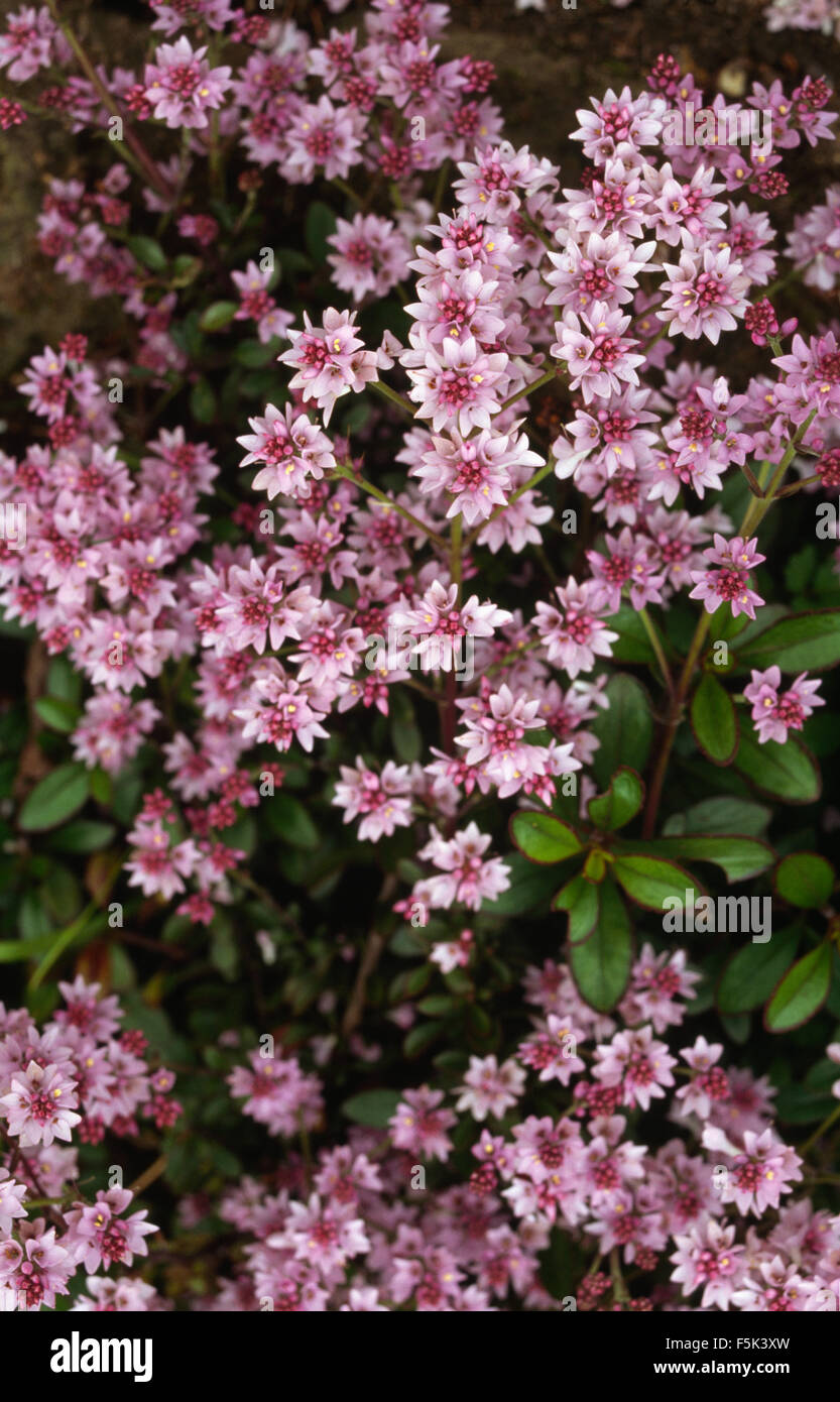Daphne plants hi-res stock photography and images - Alamy