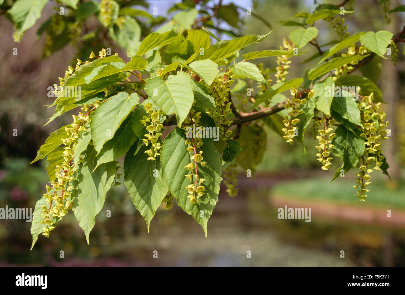 Close-up of a branch of a lime tree with pale green flowers Stock Photo ...
