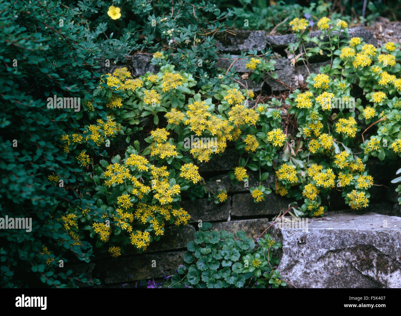 Close-up of a yellow spring flowering Sedum Stock Photo - Alamy