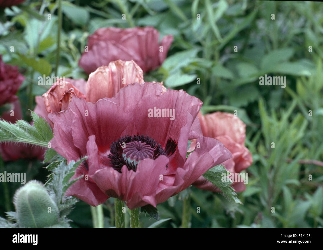 Oriental poppy pink hi-res stock photography and images - Alamy