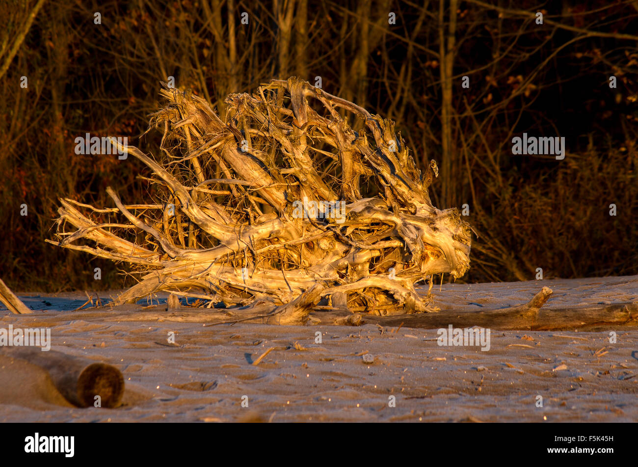 Fallen tree root hi-res stock photography and images - Alamy