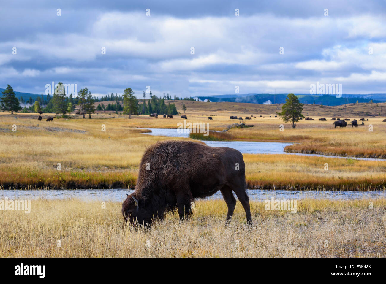 Bison yellowstone hi-res stock photography and images - Alamy