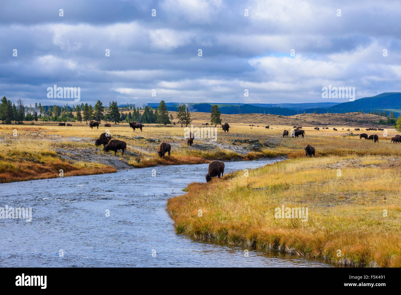 Herd of American Bison, Bison bison, (buffalo), at Nez Perce Creek ...