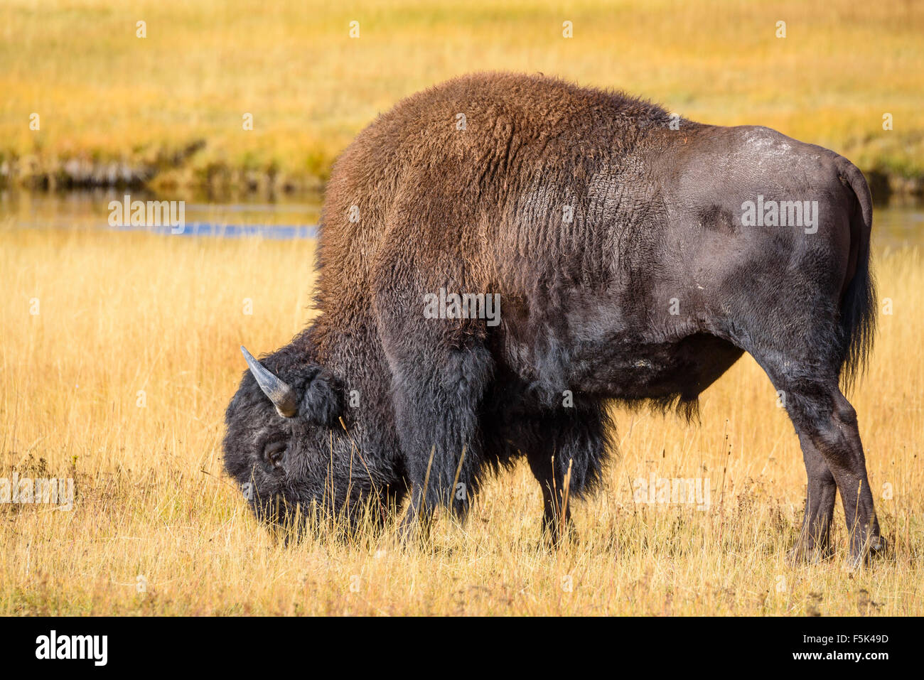 Herd of American Bison, Bison bison, (buffalo), at Nez Perce Creek ...