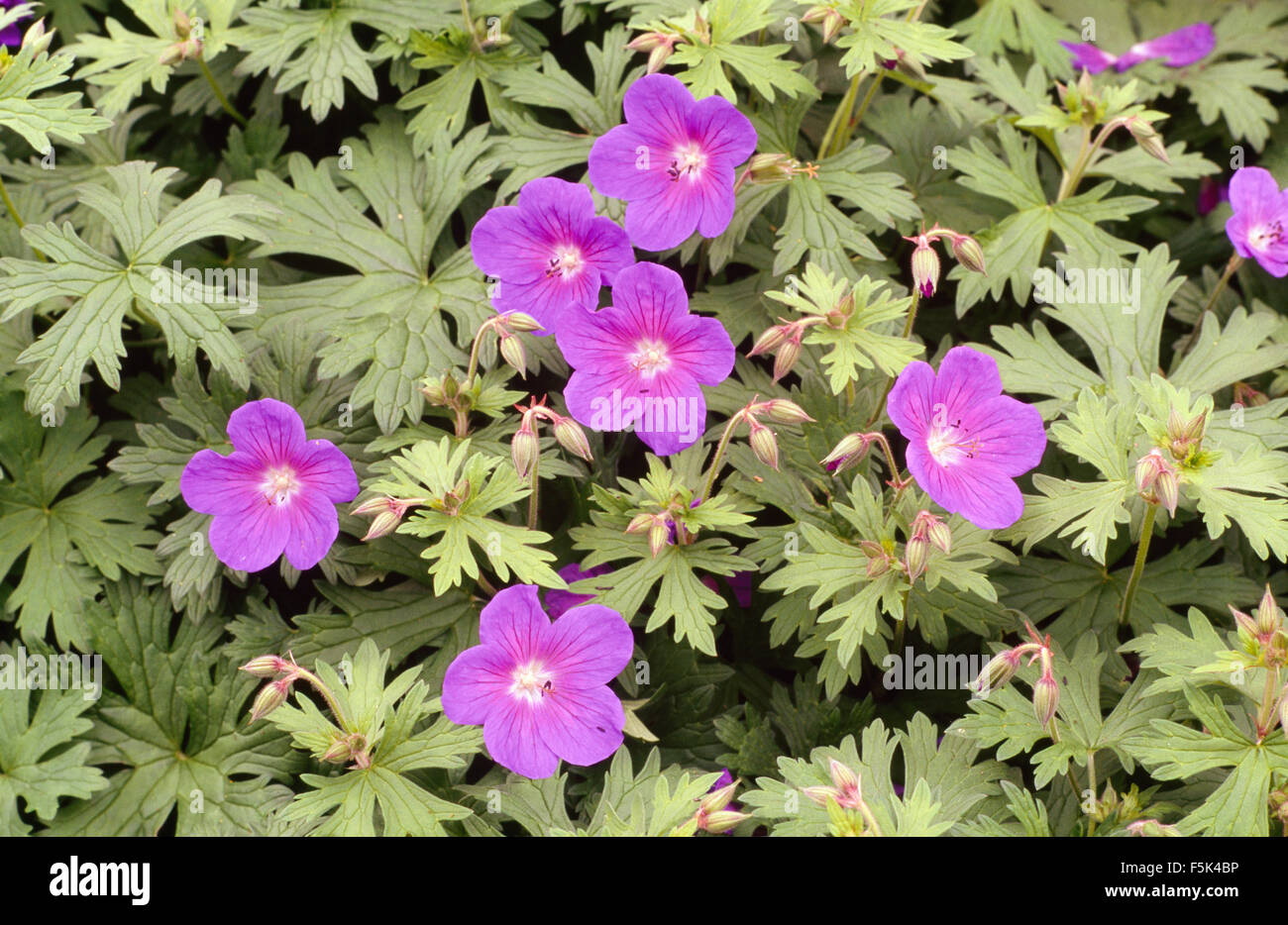 Deep mauve hi-res stock photography and images - Alamy
