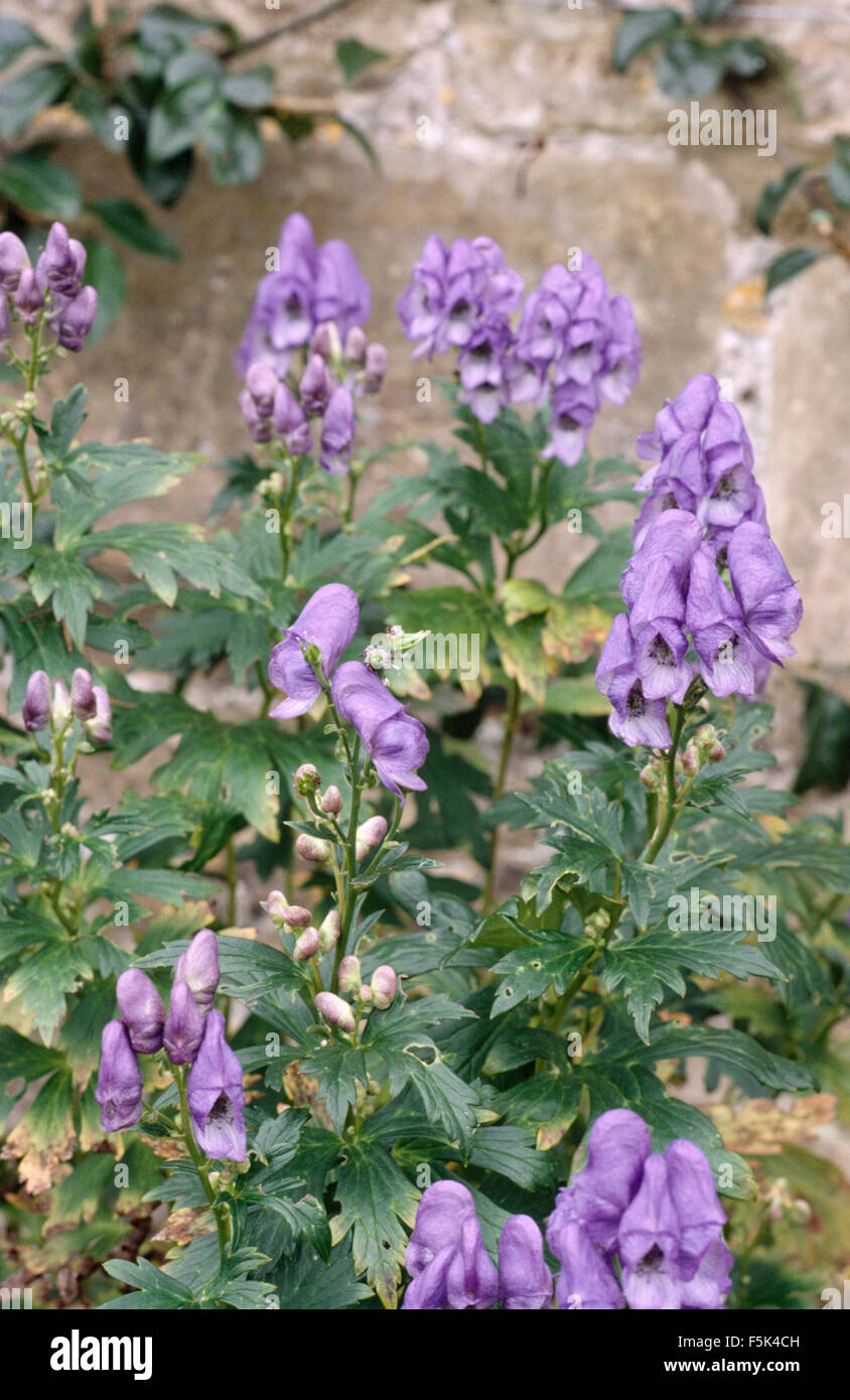 Aconitum hi-res stock photography and images - Alamy