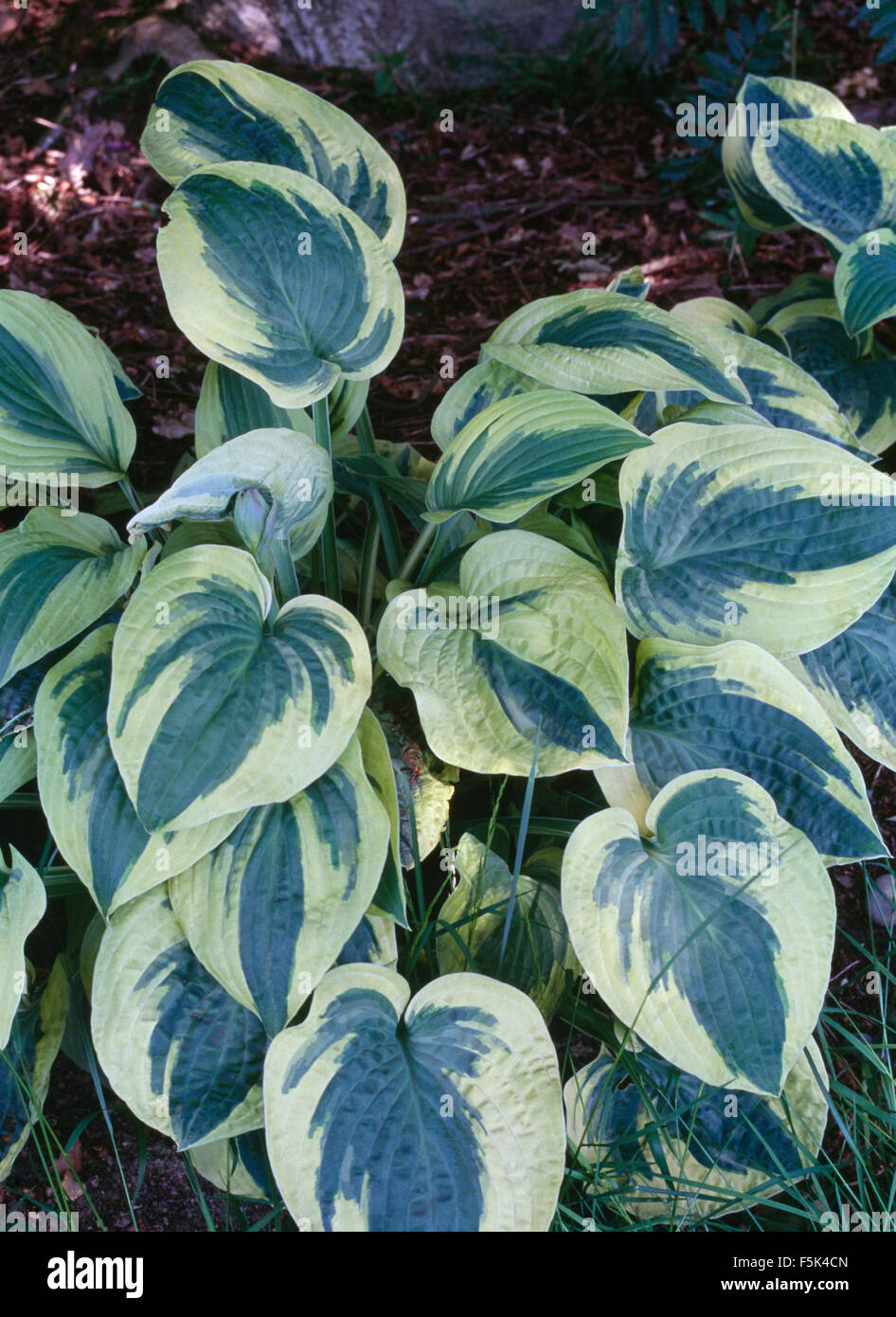 Close-up of a variegated Hosta Stock Photo - Alamy
