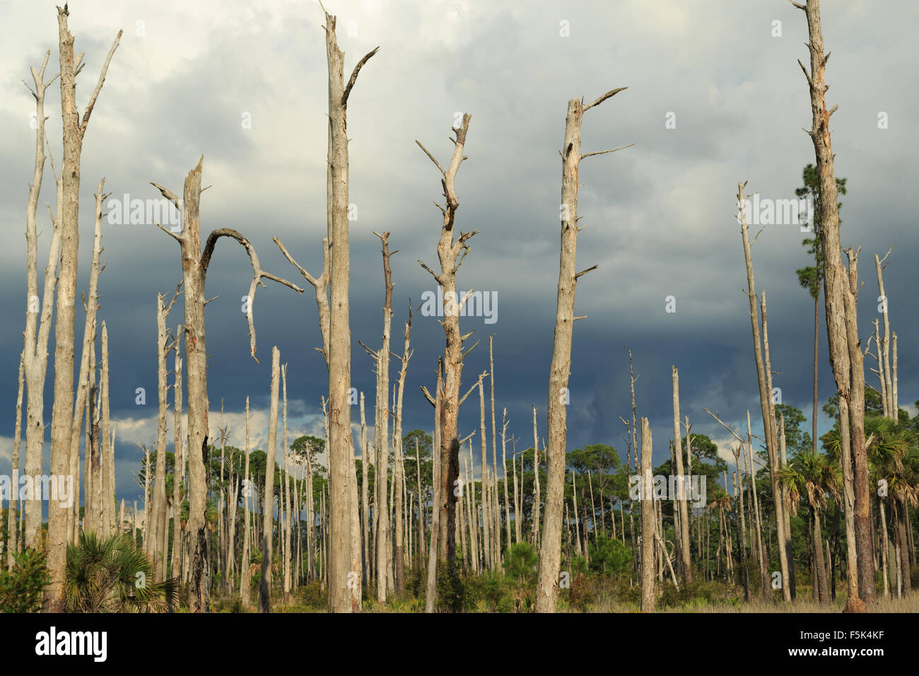 A photograph of some tall dead trees in St. Marks National Wildlife ...